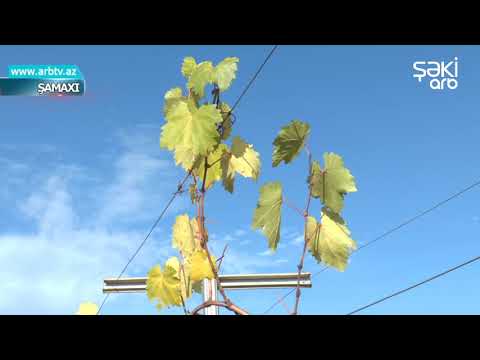 Shamaxi Uzum Tingchilik Merkezi xarice valyuta axininin qarshisini alacaq