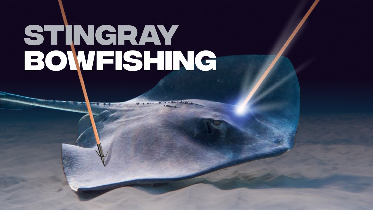 STINGRAY BOWFISHING & MORE! / PREPARING A STINGRAY - YouTube