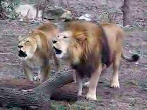 Lions Roaring Together - YouTube
