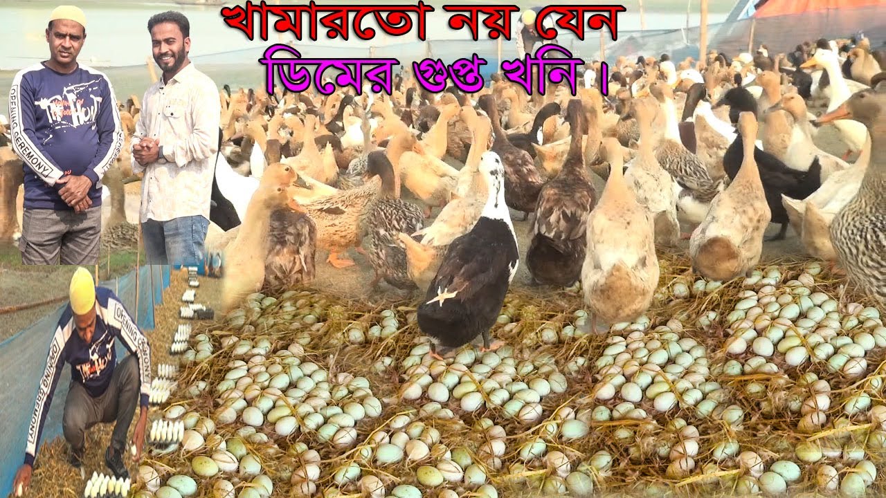 খামার তো নয় যেন ডিমের গুপ্ত খনি | bangla khamar ;duck farming ...