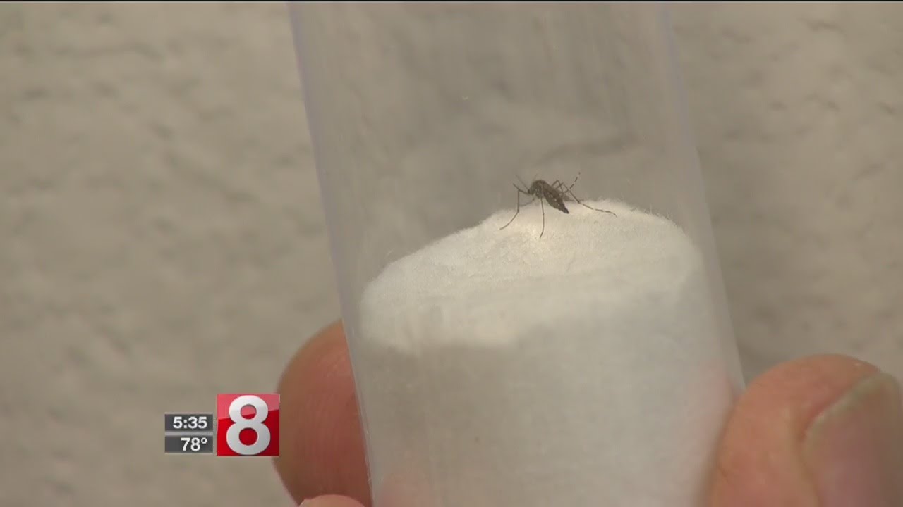 Beating the bite from mosquitoes - YouTube