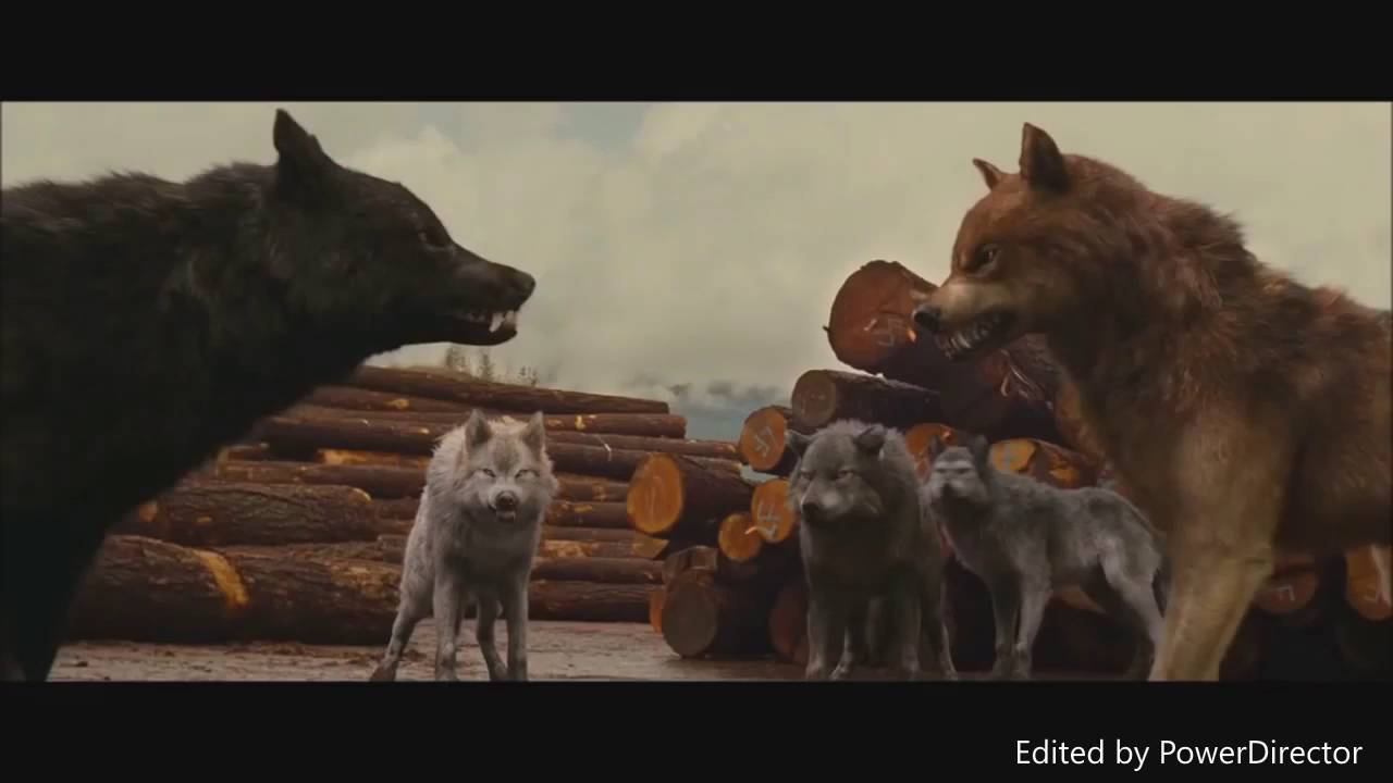 Twilight Wolves - Not Afraid - YouTube