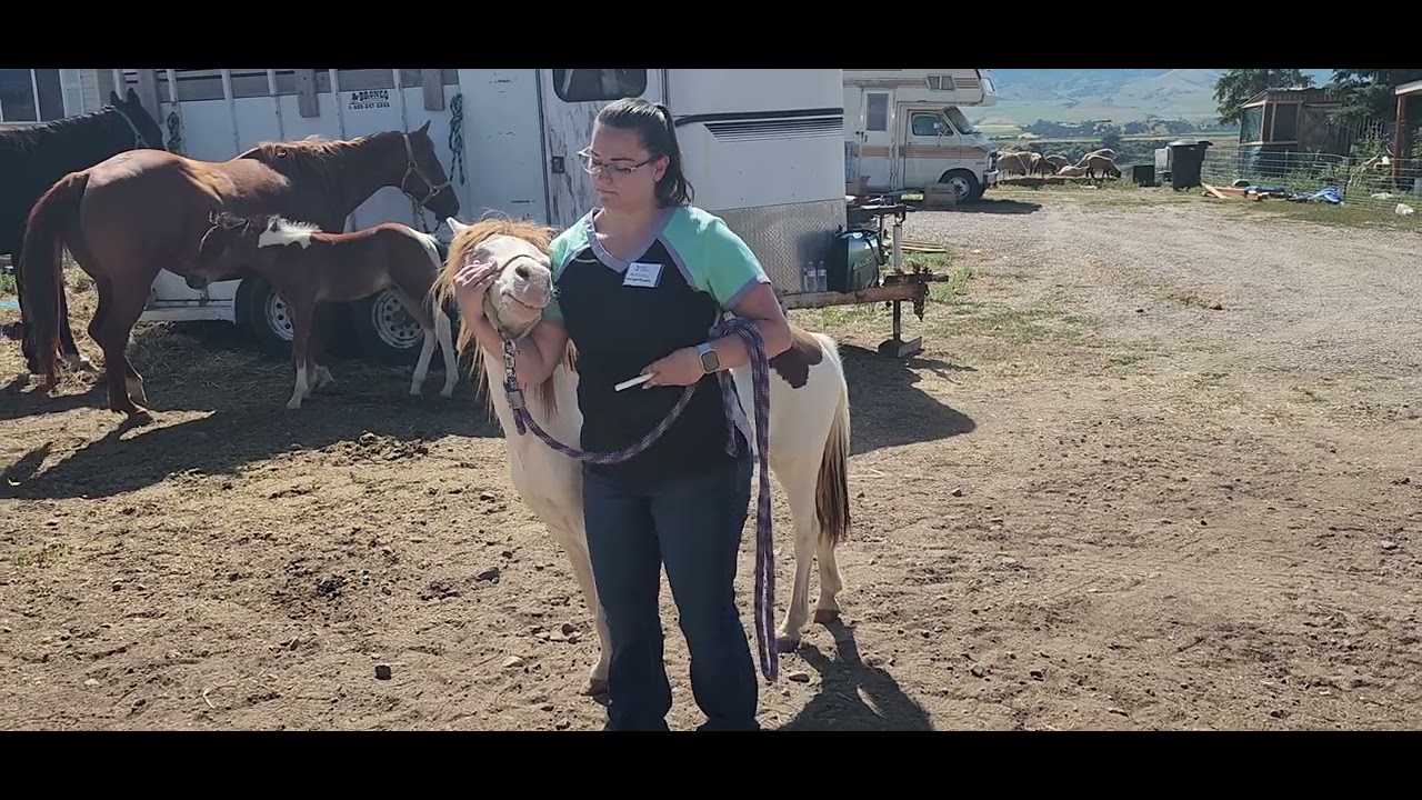 Administering medication to equine via oral dose syringe - Skill 38 ...