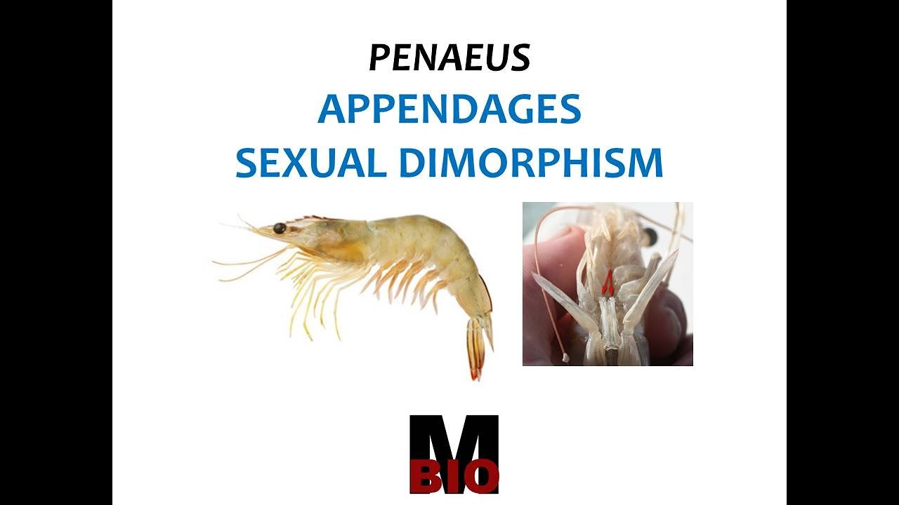 PENAEUS (PRAWN)- APPENDAGES & SEXUAL DIMORPHISM - YouTube