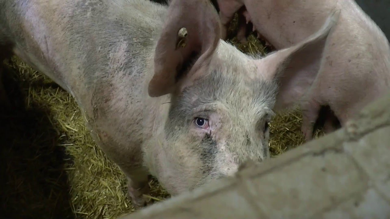 Bedfordia Farms (Viva! pig farm investigation) - YouTube