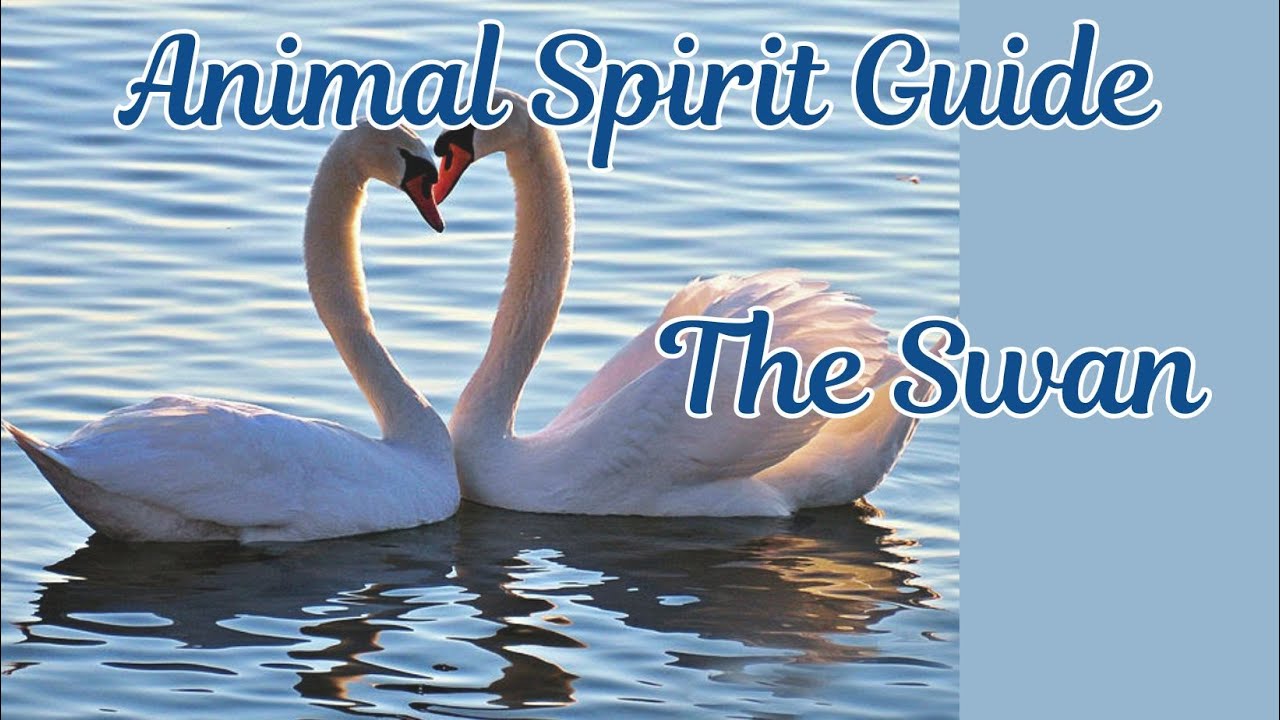 Finding your Spirit Guide - Embrace Your Swan's Transformative Energy ...