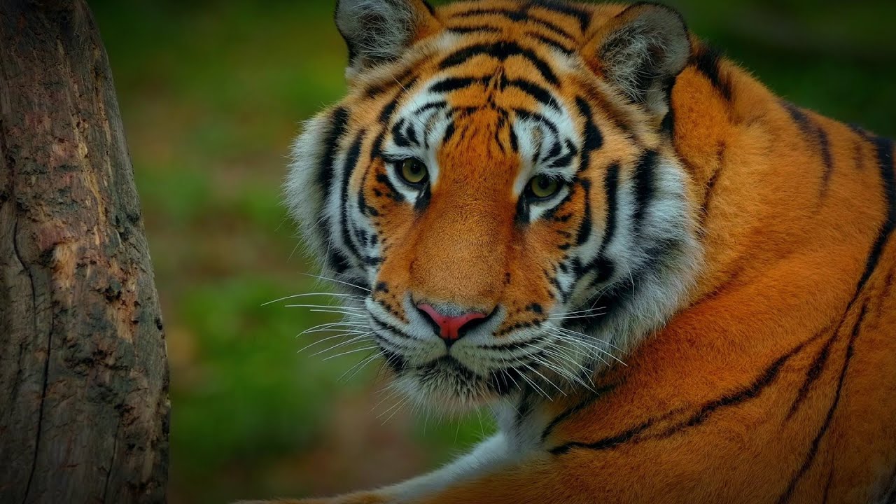 Amazing Animal Nature Relaxing 4K Video || Wildlife With Bird ...