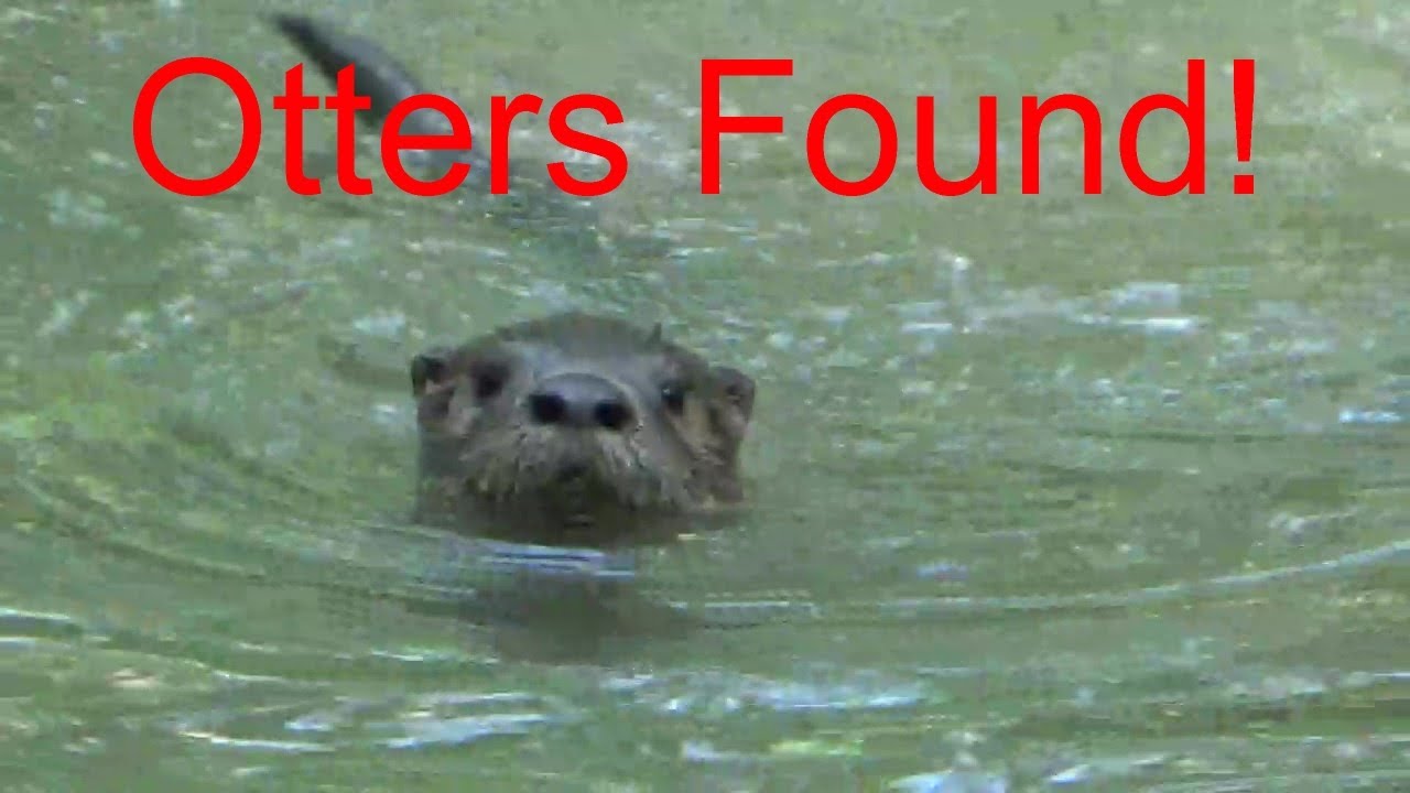 Exploring Turkey Creek - Addicks Reservoir - YouTube