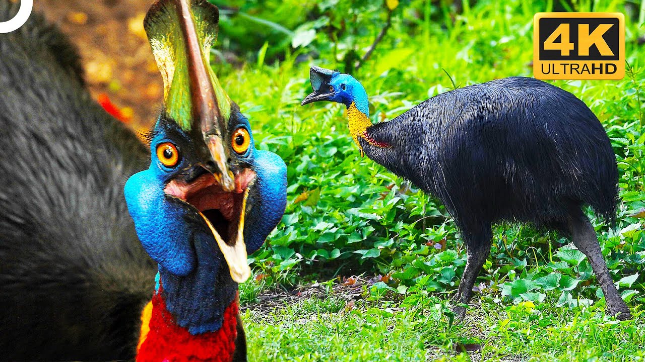 TOP 3 Biggest Birds In The World | 4K Animal Documentary - YouTube