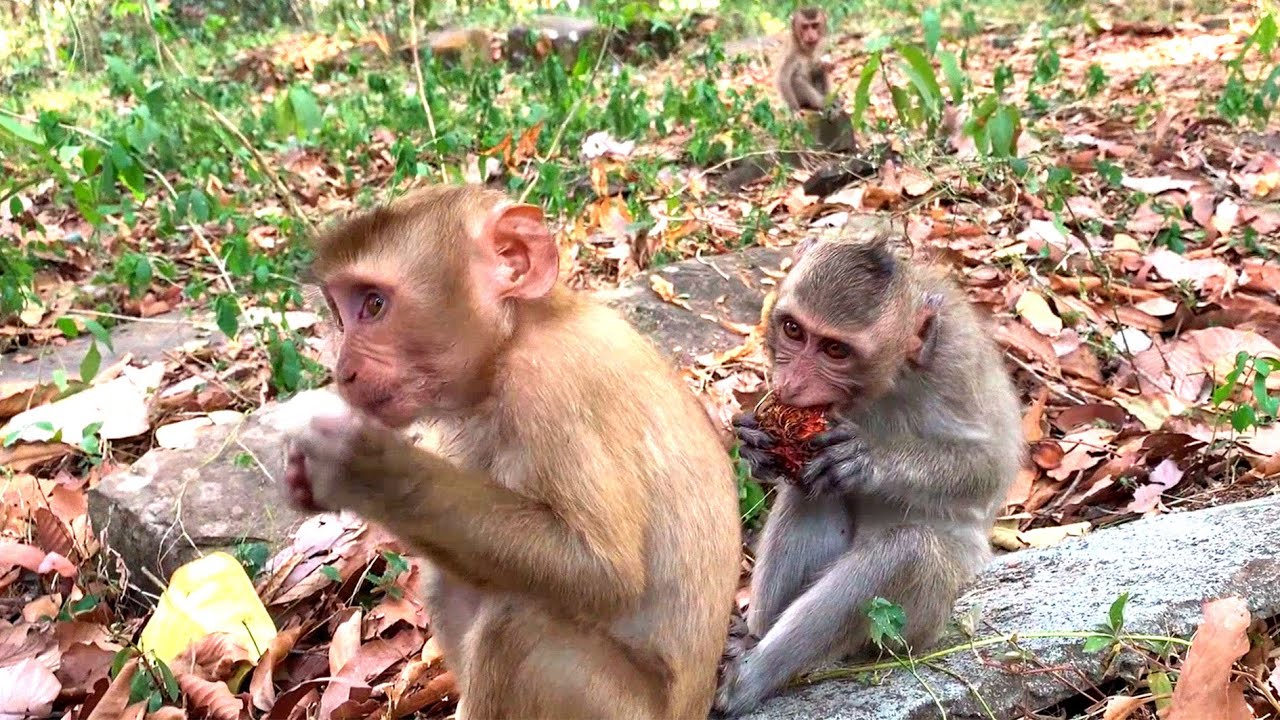 Poor monkeys eat time !!! We share fruits to Baby Niko Dawn & Joe - YouTube
