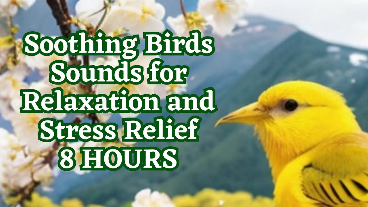 Soothing Birds Sounds for Relaxation and Stress Relief | 8 Hours Birds ...