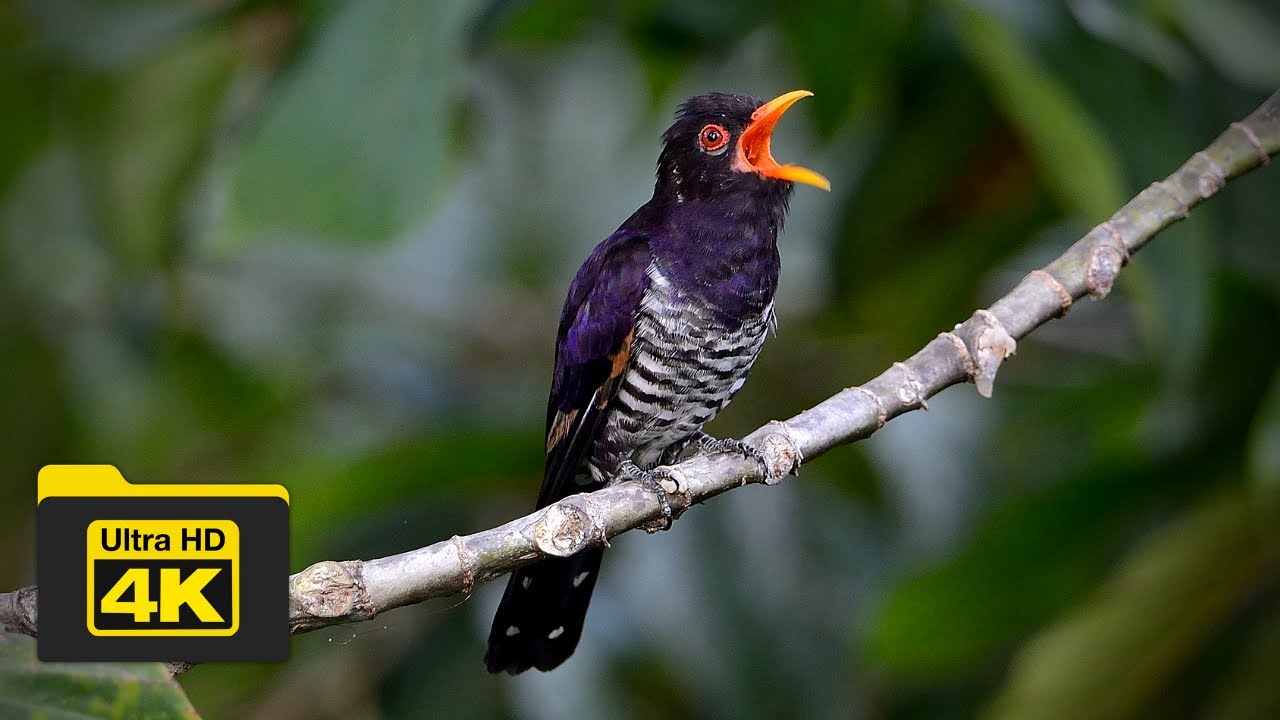 VIOLET CUCKOO | BIRDS OF BORNEO | YCLEE PHOTOGRAPHY - YouTube