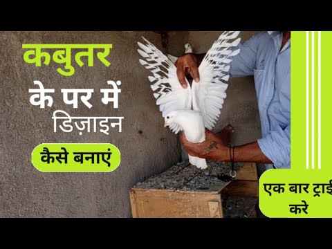 Unleash Your Creativity: How to Design Kabutar Ke Pankh Like a Pro ...