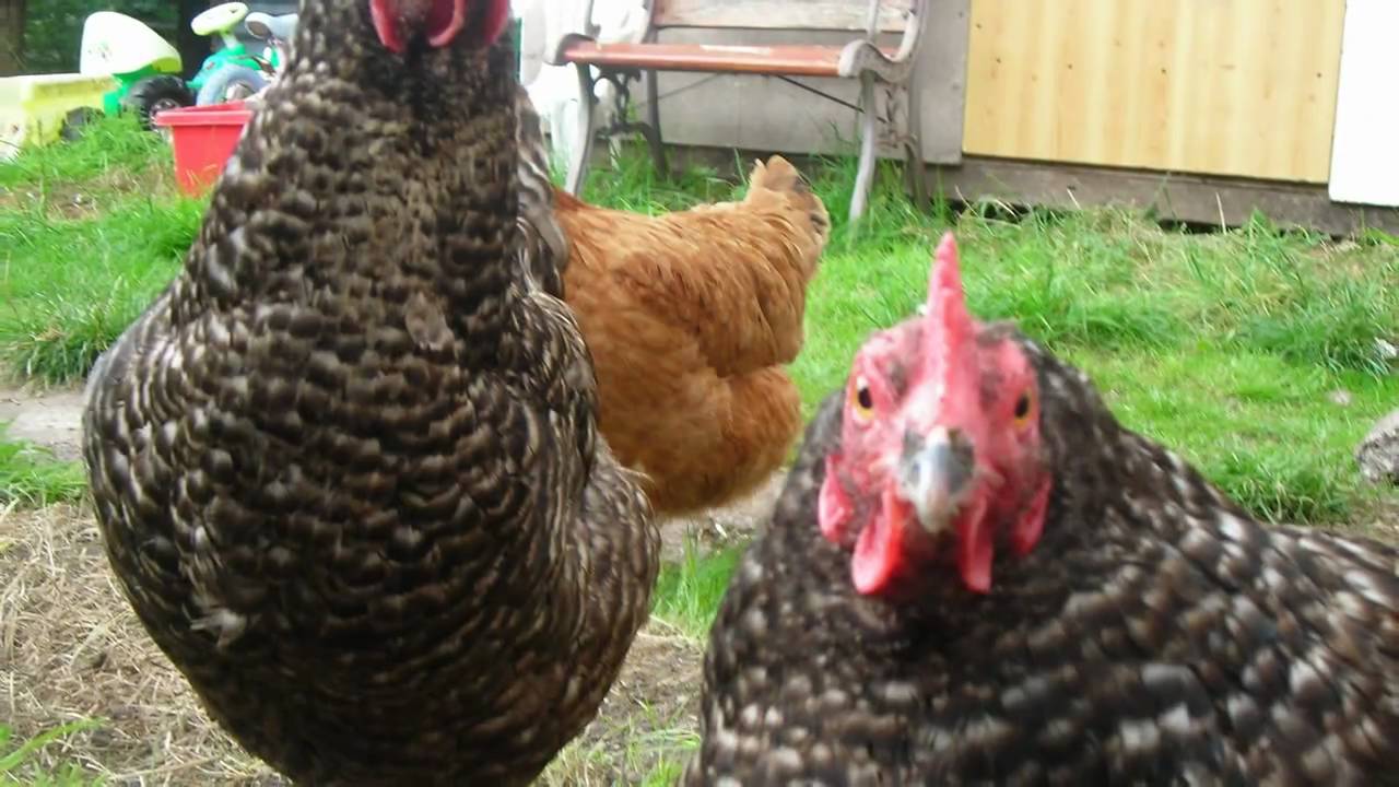 Chicken slide show end of 2009 - YouTube