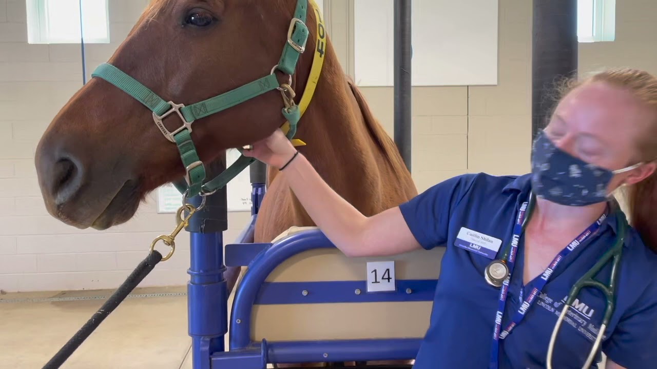 CVM Clinical Skills Equine PE A1 - Submandibular Lymph Nodes - YouTube