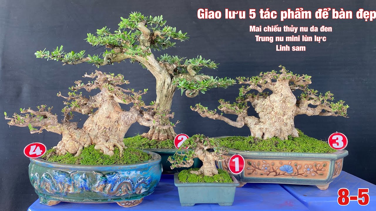 Mai chiếu thuỷ nu da đen lùn lực.trung nu siêu mini lùn lực.linh sam đế ...