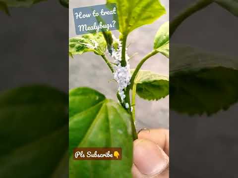 Mealybug Treatment | Hibiscus Plant