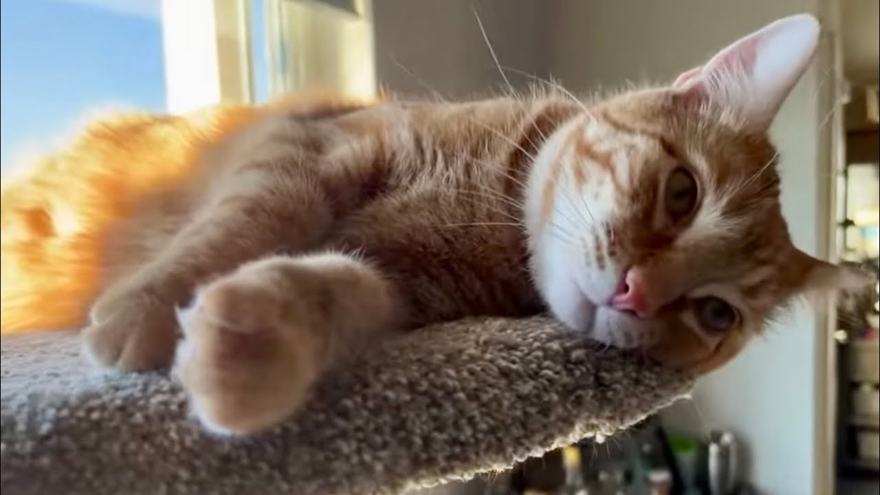 These toe beans deserve a vacation - YouTube