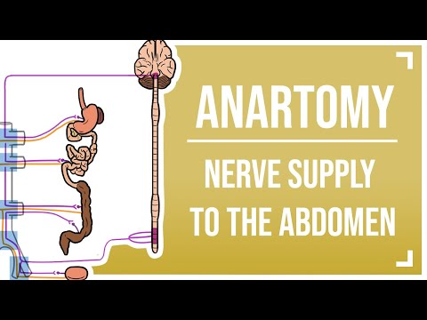 Nerve Supply to the Abdomen