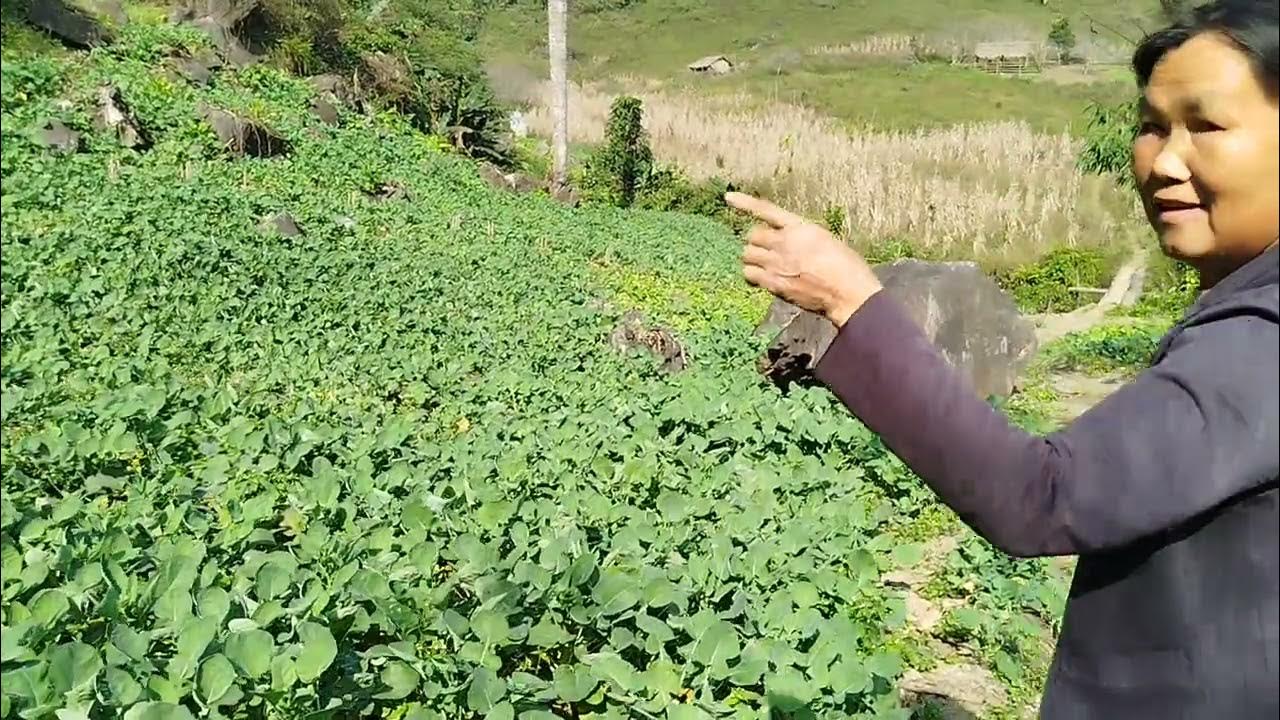 hnub no wb mus saib phauj thiab yij laug nkawv nrog phauj mus de zaub 23/12/2024 - YouTube