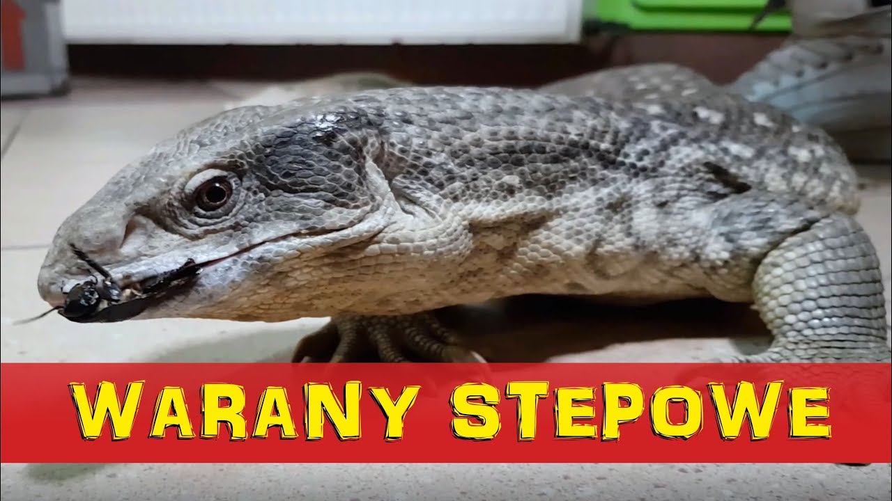 WARANY STEPOWE - przedstawia Witold Plucik i WU - YouTube