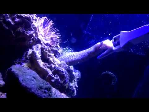 Feeding the Jeweled moray eel :) - YouTube