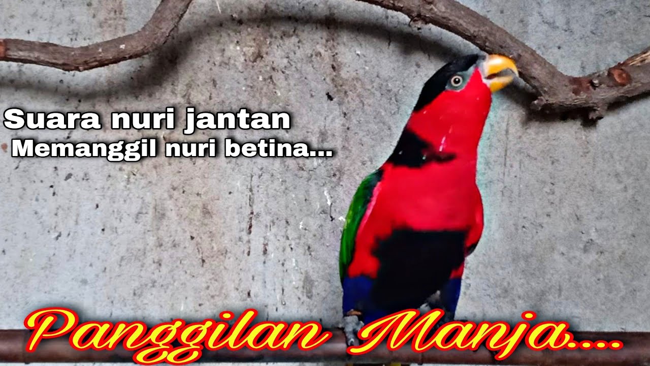 Suara burung nuri kepala hitam jantan memanggil burung nuri betina ...