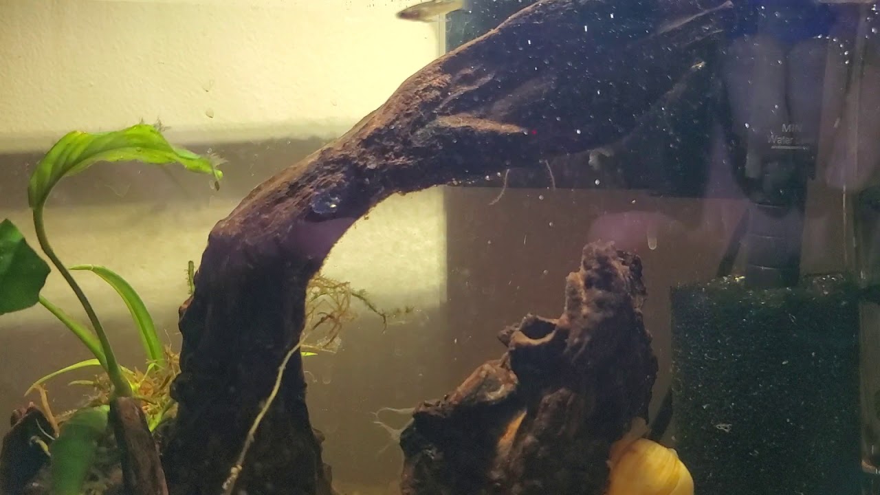 Killifish update. - YouTube