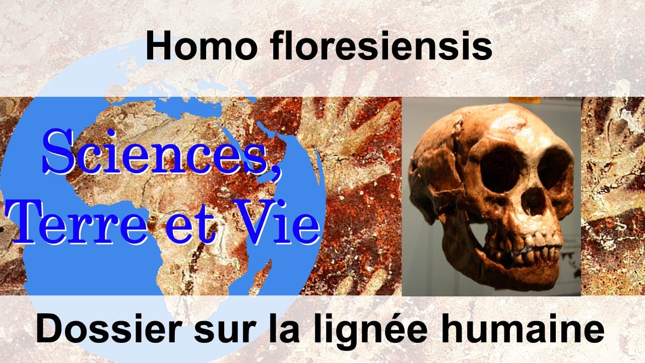 Homo floresiensis - YouTube