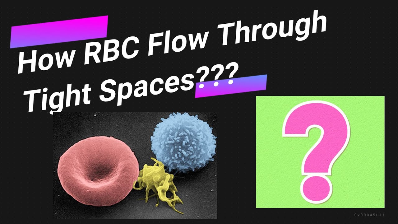 How RBC move through tight spaces. The incredible elasticity of red ...