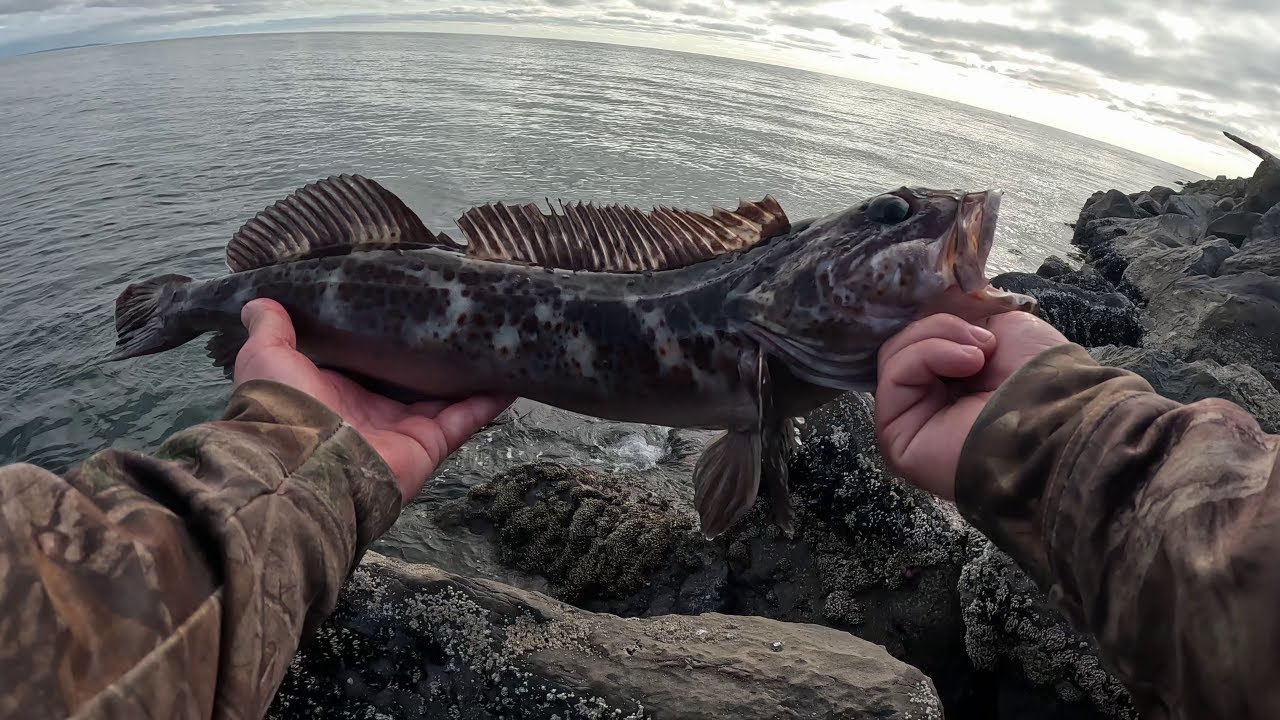 Lingcod and Greenling on a calm evening Jetty Trip - YouTube