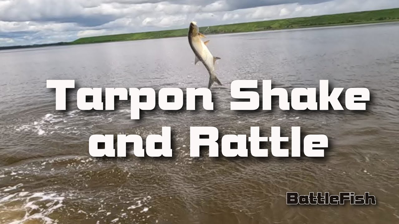Tarpon Epic Shake and Rattle, Turn up the Volume - YouTube
