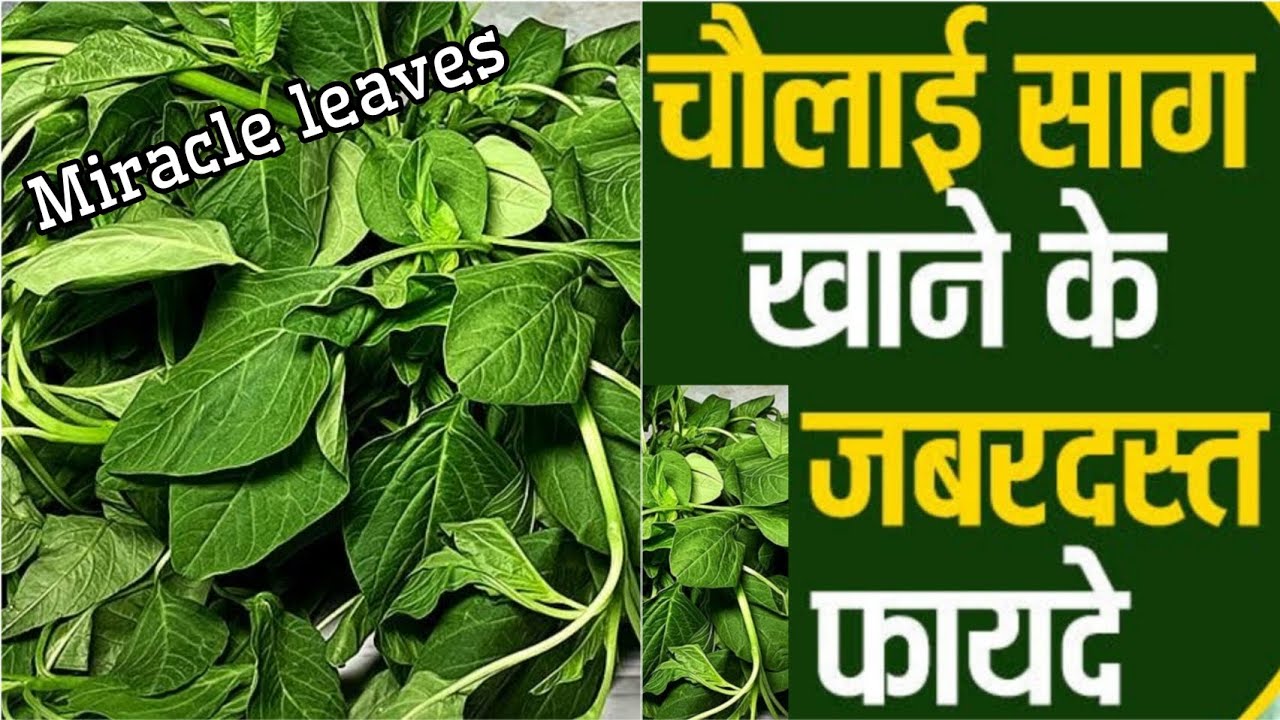 Chaulai Saag: The Delicious and Nutritious Amaranth Greens | How to ...