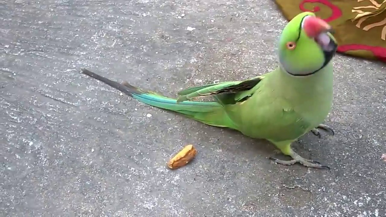 Angry Parrot WP 20141016 002 - YouTube
