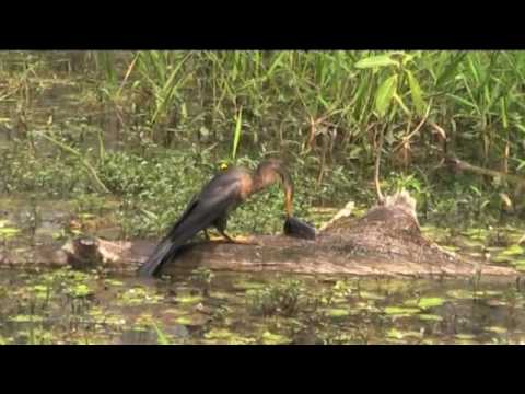Bird hunting a fish and trying to eat it. Wildlife in the Caribbean ...