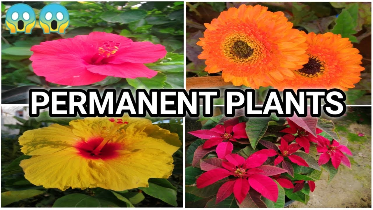 Permanent plants ki details /Pooja Nursery Pro /Indoor or outdoor ...