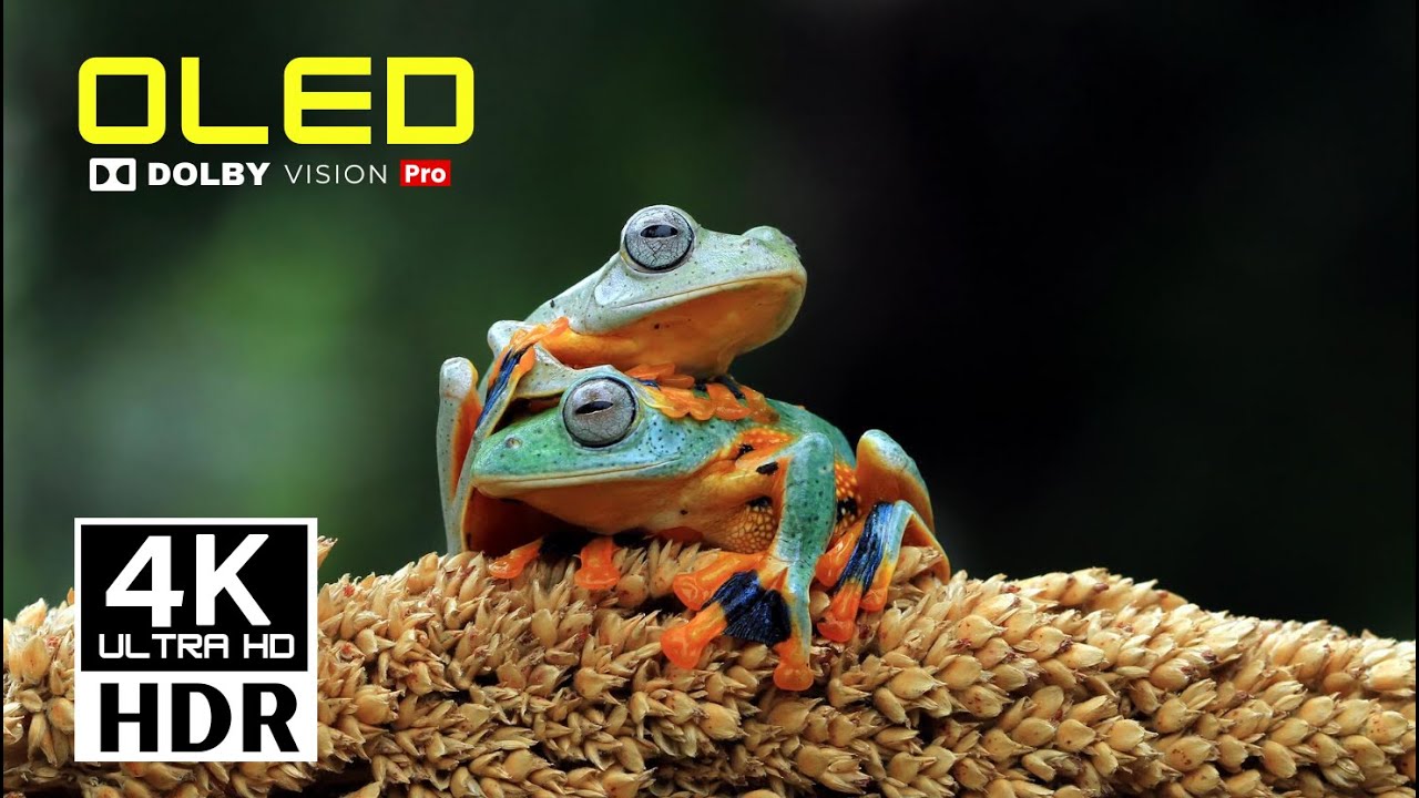Experience CINEMA QUALITY OLED HDR 4K 120 FPS Dolby Vision video - YouTube