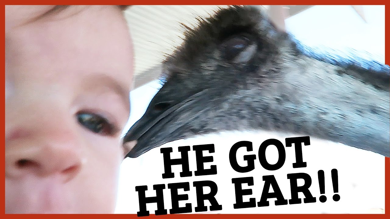 BABY ATTACKED BY EMU‼️ | Sam & Nia - YouTube