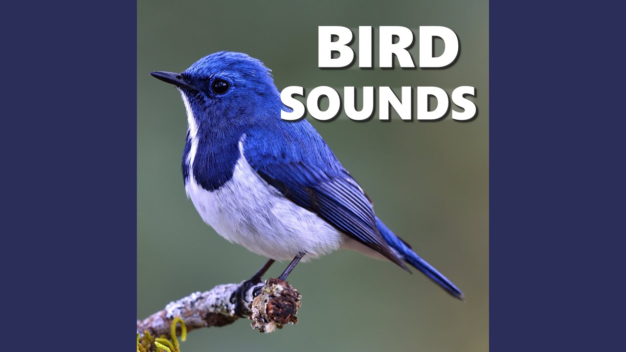 Sharp Bird Sounds - YouTube