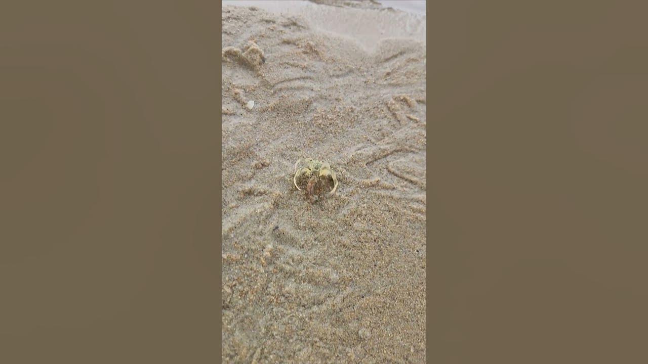 Hermit Crab in TROUBLE!!! #hermitcrabs #beach #ocean #nature #wildlife ...