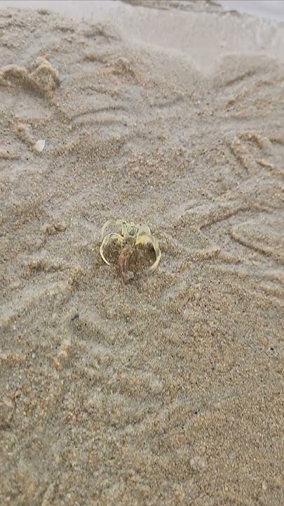 Hermit Crab in TROUBLE!!! #hermitcrabs #beach #ocean #nature #wildlife ...