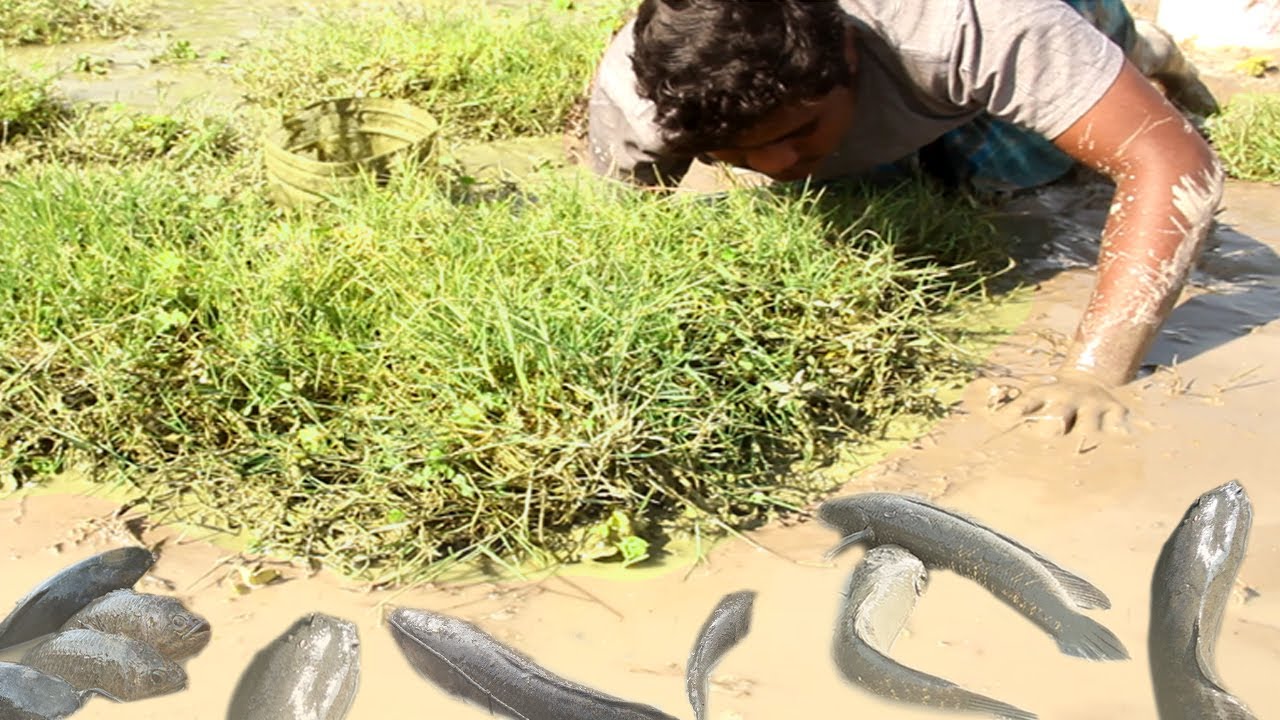 Hole & Mud Fishing Technique By Village Boy | Unique Hand Fishing ...
