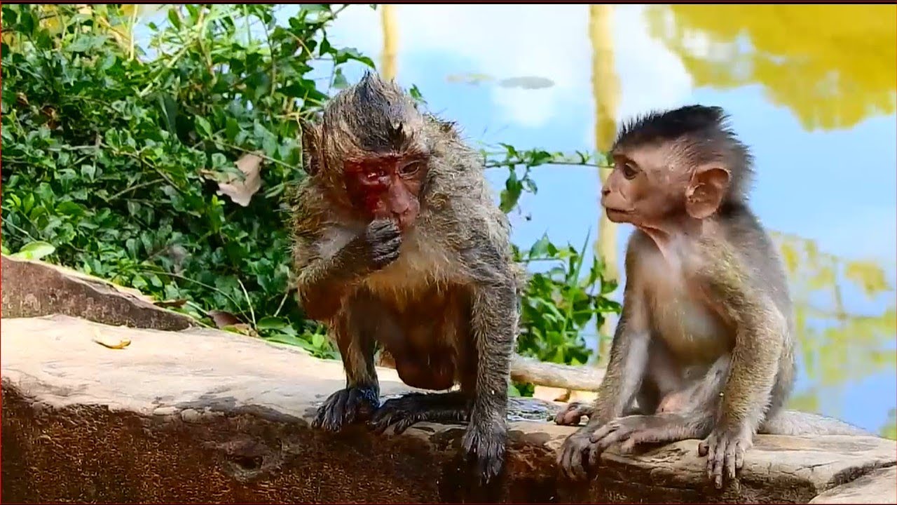 Shocking Heart Cruel mother makes small monkey fall into water - YouTube
