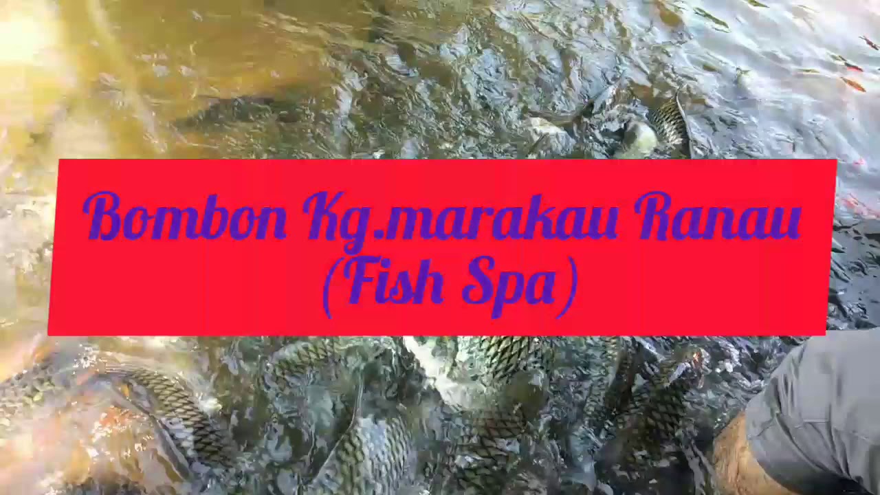 Fish spa Bombon Kg.marakau Ranau Sabah. - YouTube