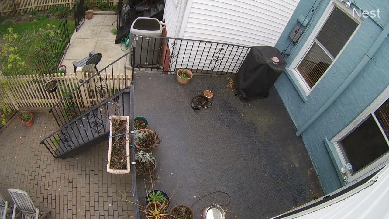 A young feral cat's first taste of catnip - YouTube