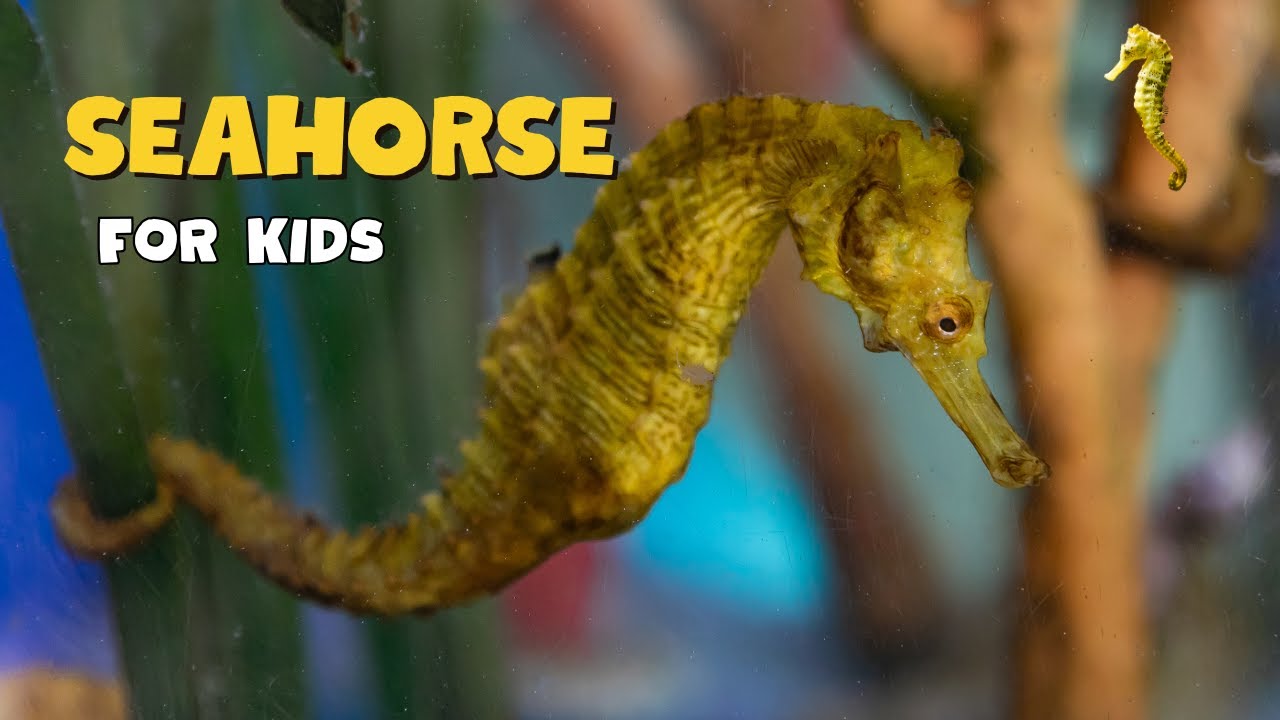 Seahorse Facts | Educational Video for kids - YouTube