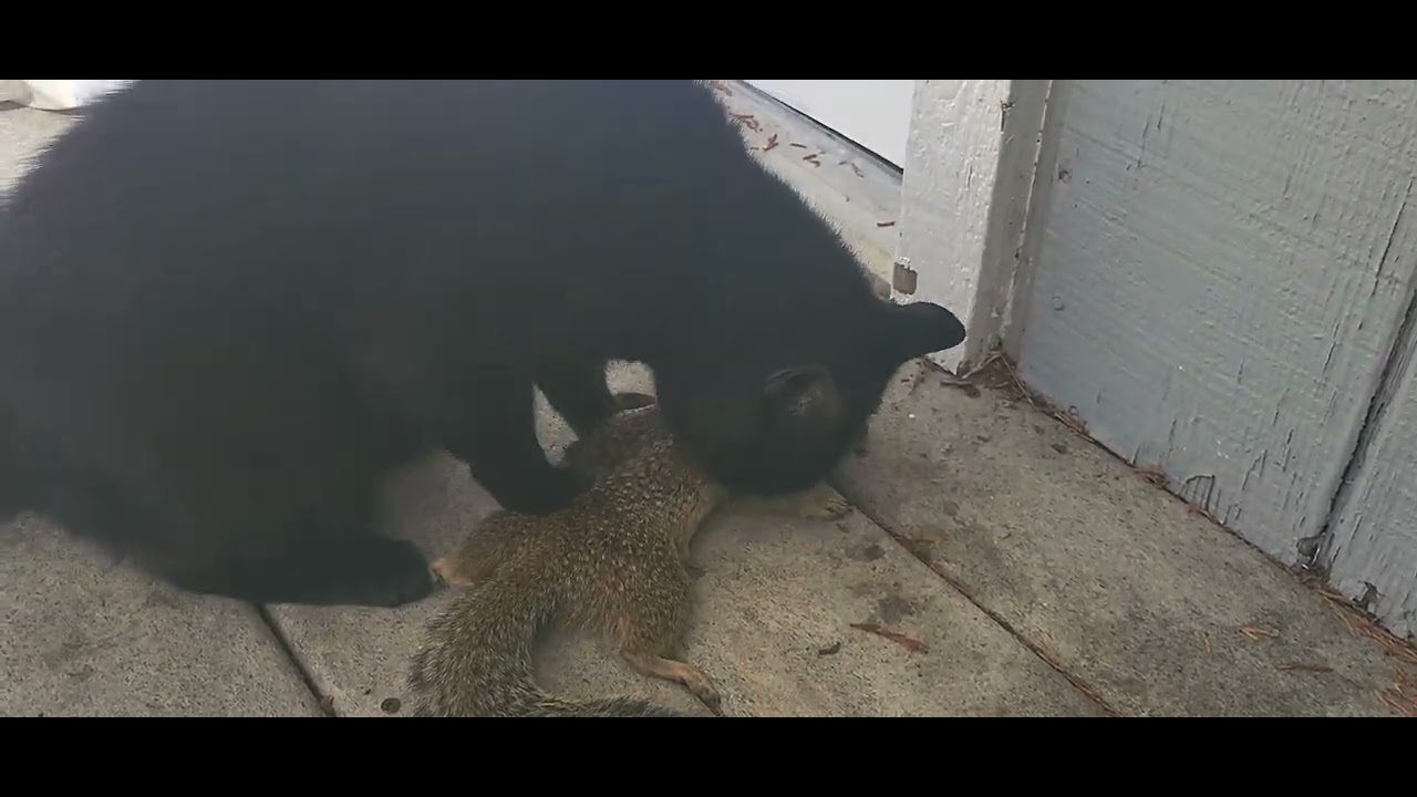 Murderous Cat enjoying squirrel - YouTube