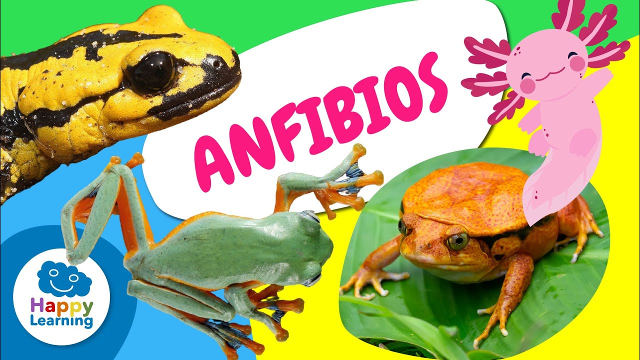 Curiosidades sobre los Anfibios | Vídeos Educativos para Niños de ...