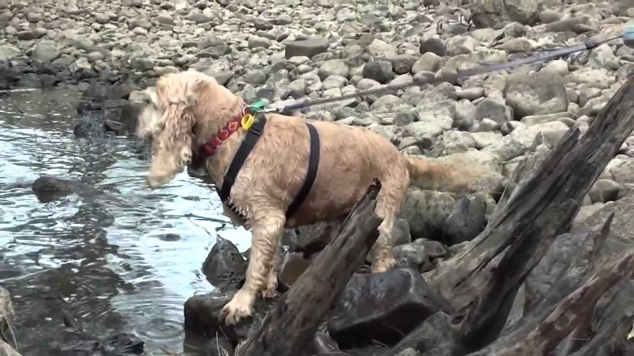 Cocker Spaniel Barks at Fish - YouTube