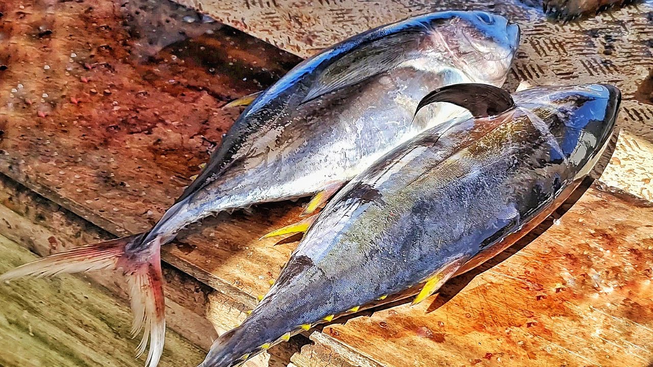 Two Live Yellowfin Tuna Fish Cutting |Kerala Style Choora Cutting | Mr ...
